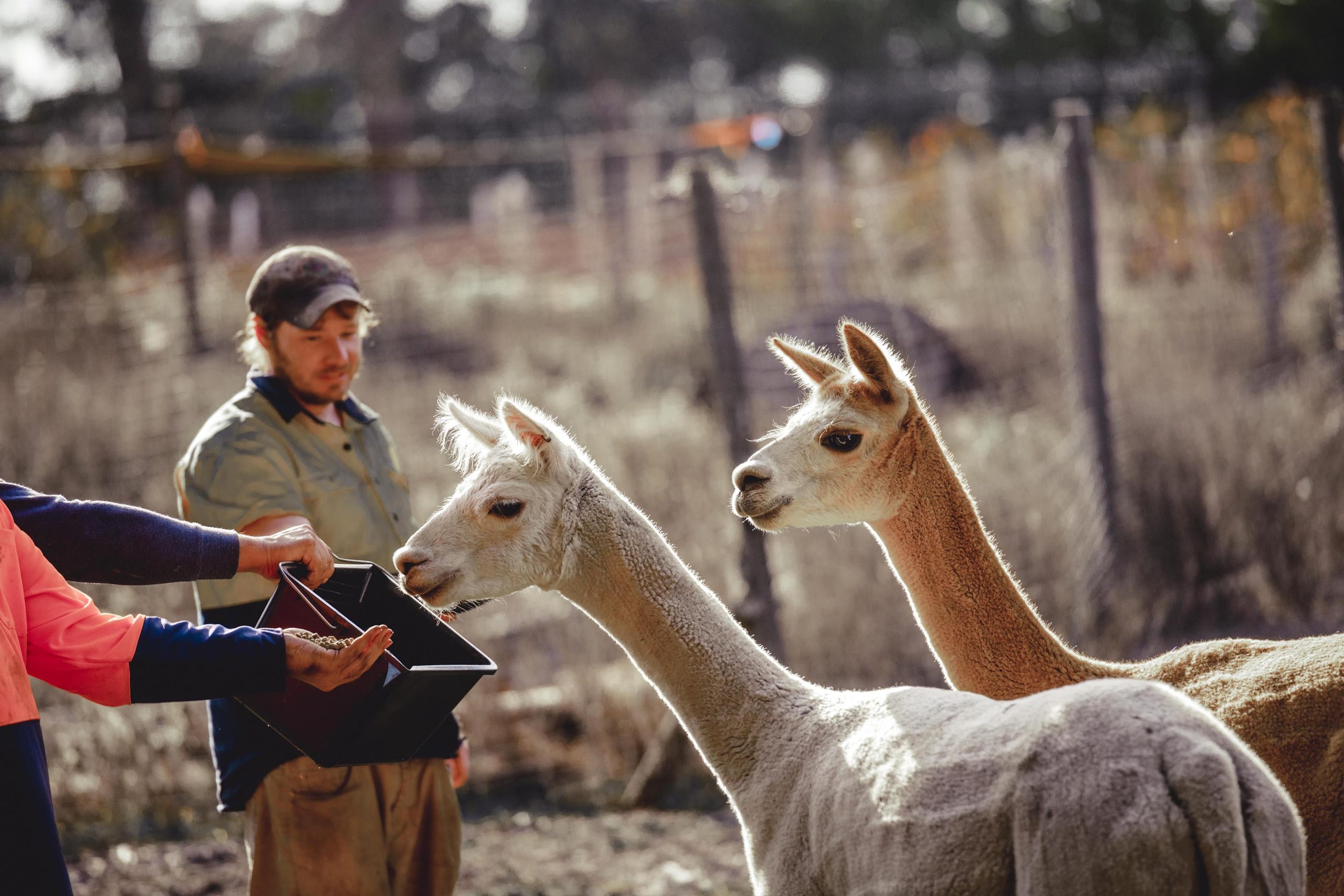 About - Huntley Berry Farm